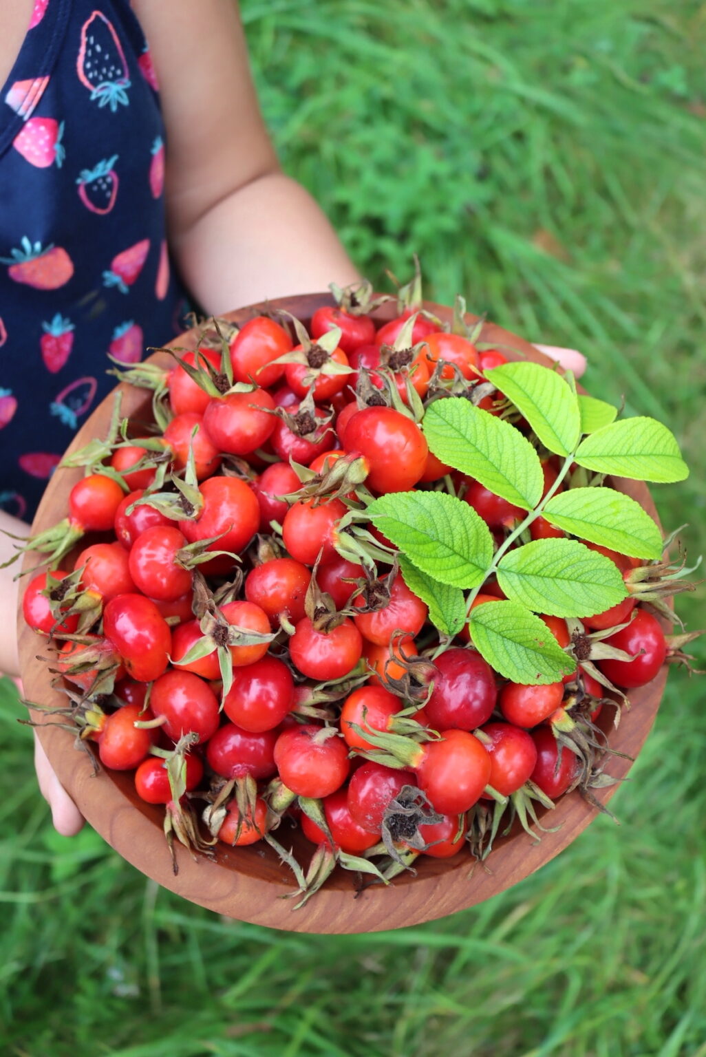 Foraging Rose Hips (& Ways to Use Them) — Practical Self Reliance