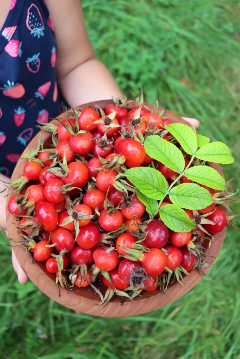 Foraging Rose Hips (& Ways to Use Them) — Practical Self Reliance