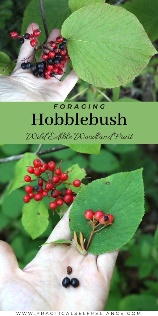 Foraging Hobbleberry (Viburnum lantanoides) — Practical Self Reliance