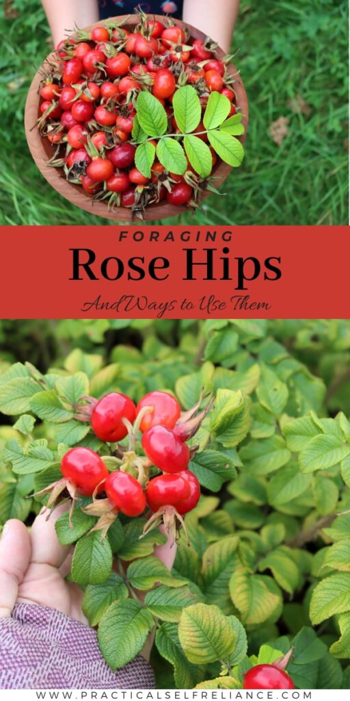 Foraging Rose Hips (& Ways to Use Them) — Practical Self Reliance