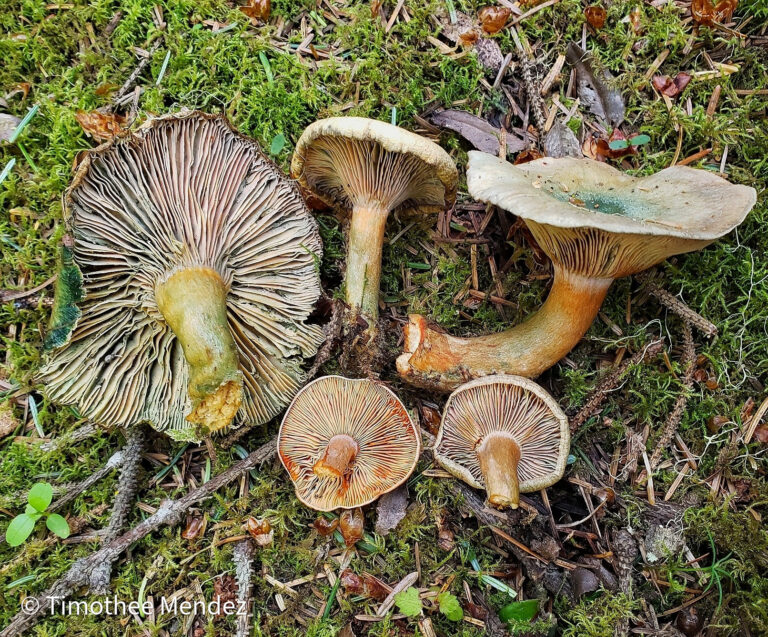 Foraging Saffron Milk Caps (Identification Guide) — Practical Self Reliance