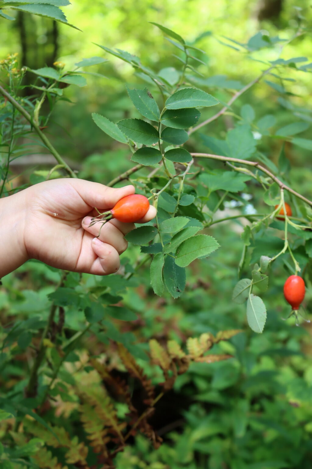 Foraging Rose Hips (& Ways to Use Them) — Practical Self Reliance