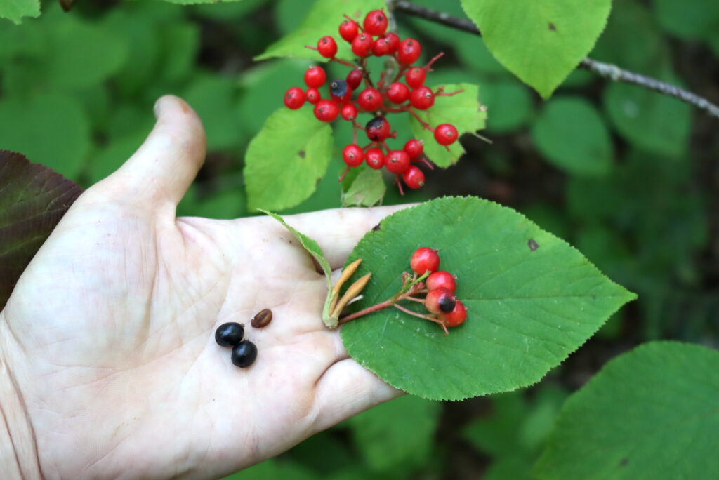 Foraging Hobbleberry (Viburnum lantanoides) — Practical Self Reliance