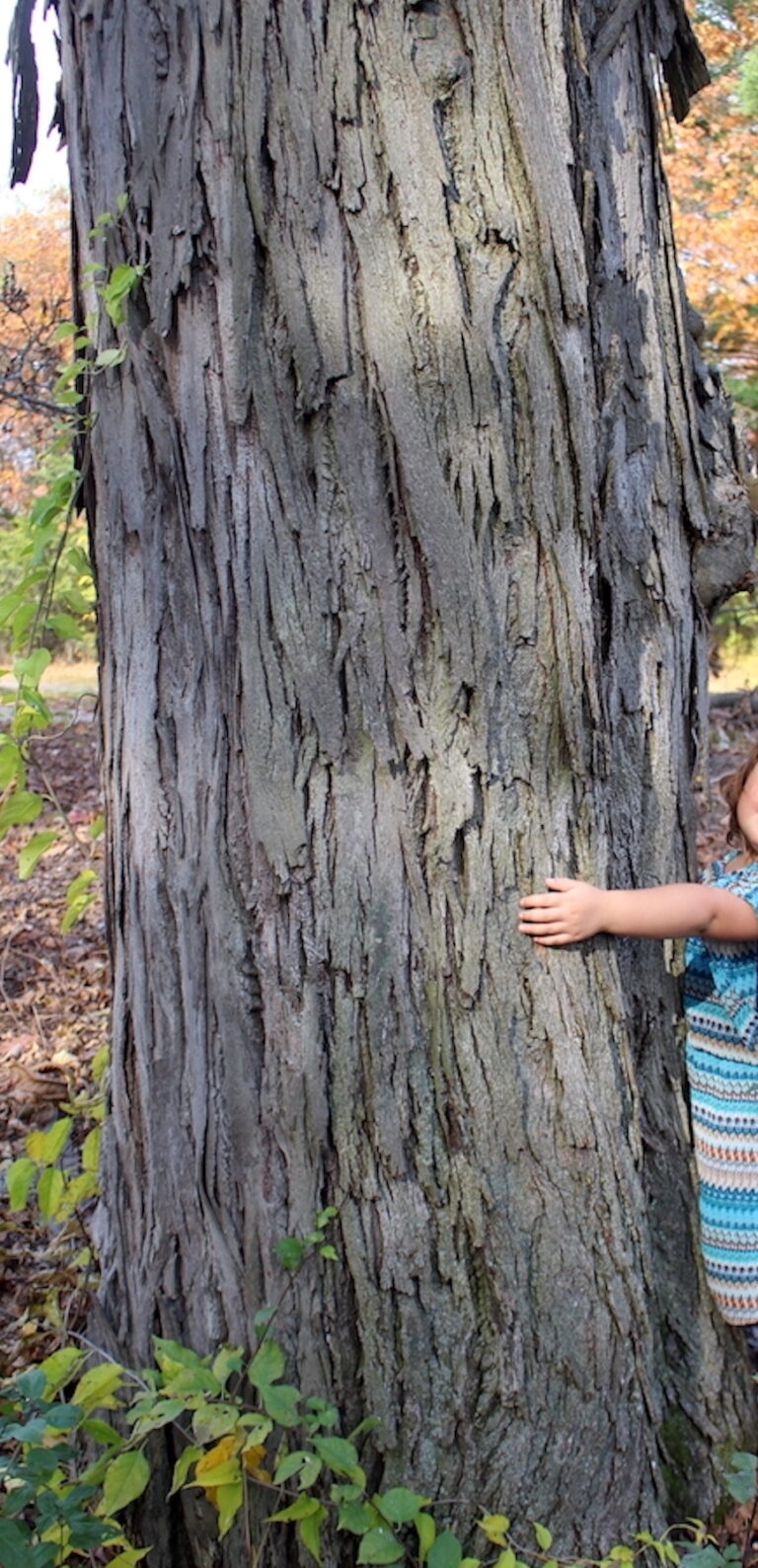 Shagbark Hickory Tree (Carya ovata): Identification & Uses — Practical ...