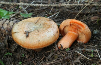 Foraging Saffron Milk Caps (Identification Guide) — Practical Self Reliance
