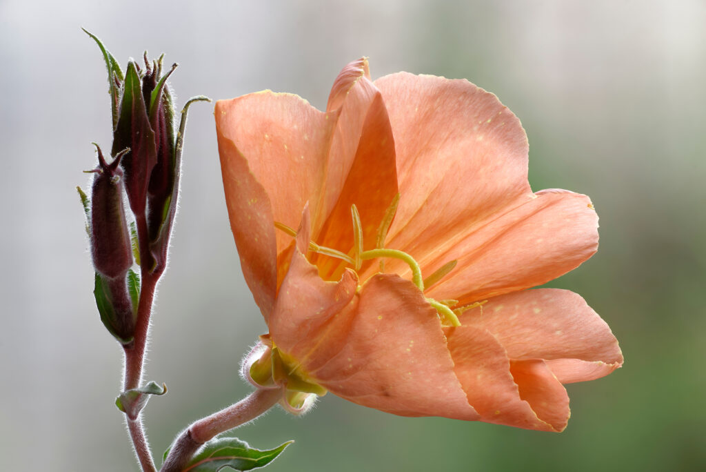 15+ Weeds with Orange Flowers (Identification Guide) — Practical Self ...