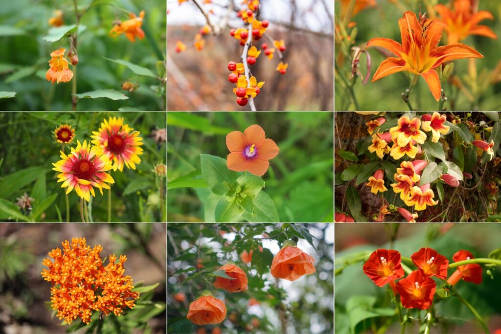 15+ Weeds with Orange Flowers (Identification Guide) — Practical Self ...