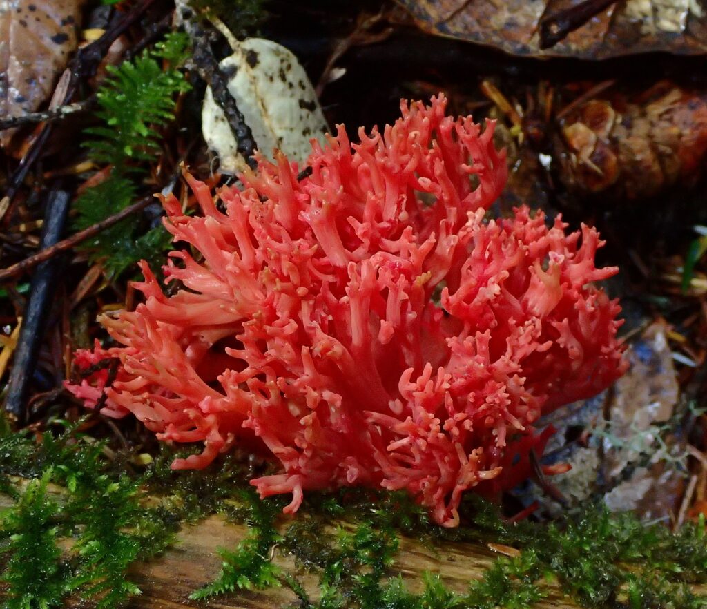 Foraging Coral Mushrooms (Ramaria Sp. & Artomyces Sp.) — Practical Self ...