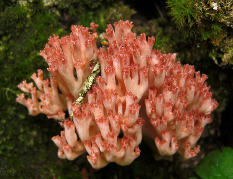 Foraging Coral Mushrooms (Ramaria Sp. & Artomyces Sp.) — Practical Self ...