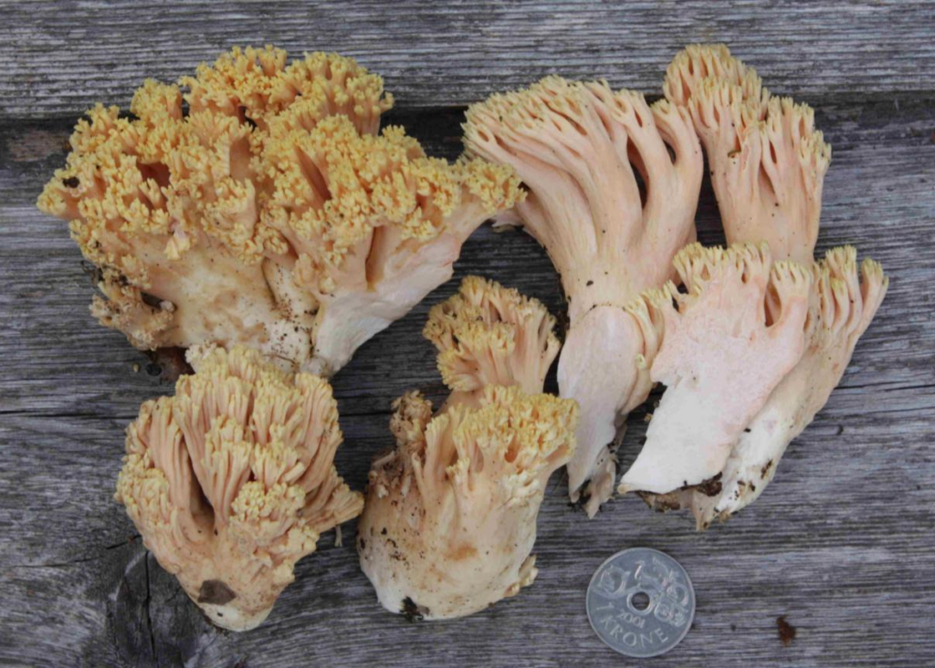 Foraging Coral Mushrooms (Ramaria Sp. & Artomyces Sp.) — Practical Self ...