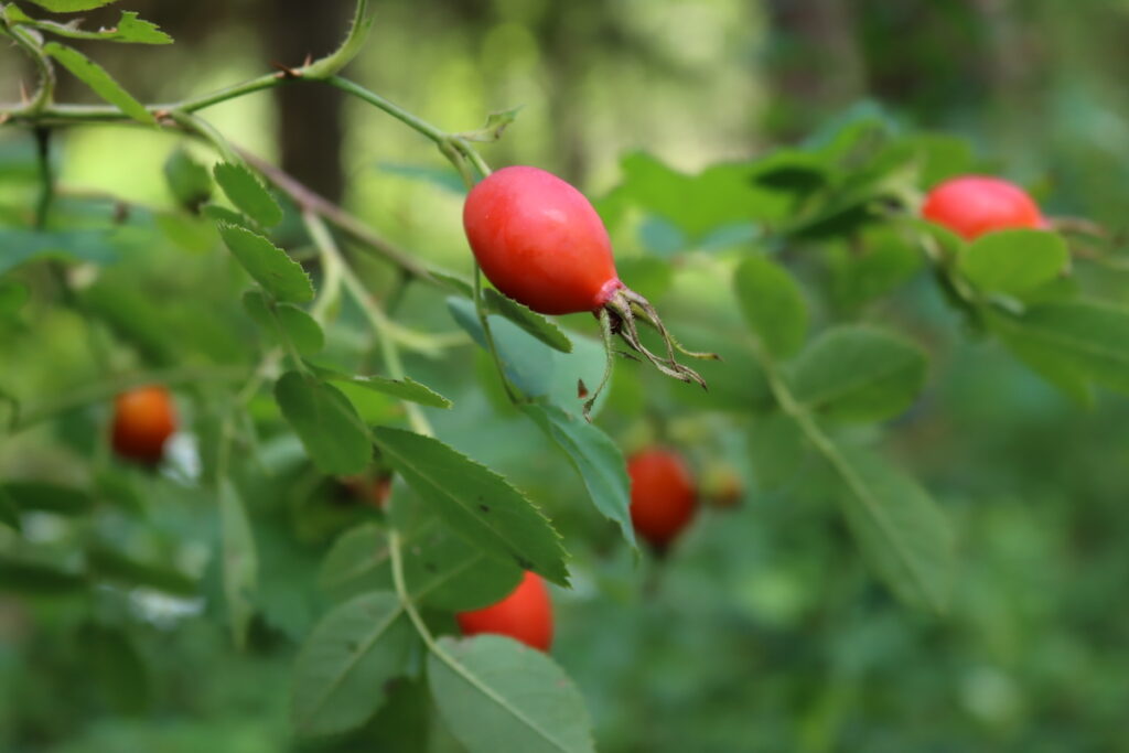 Foraging Rose Hips (& Ways to Use Them) — Practical Self Reliance