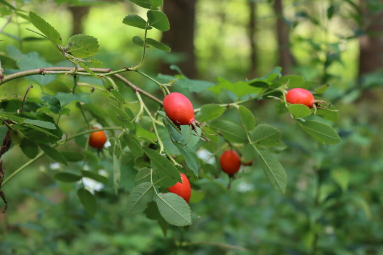 Foraging Rose Hips (& Ways to Use Them) — Practical Self Reliance