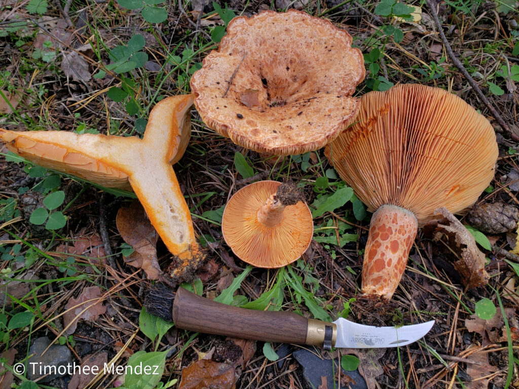 Foraging Saffron Milk Caps (Identification Guide) — Practical Self Reliance