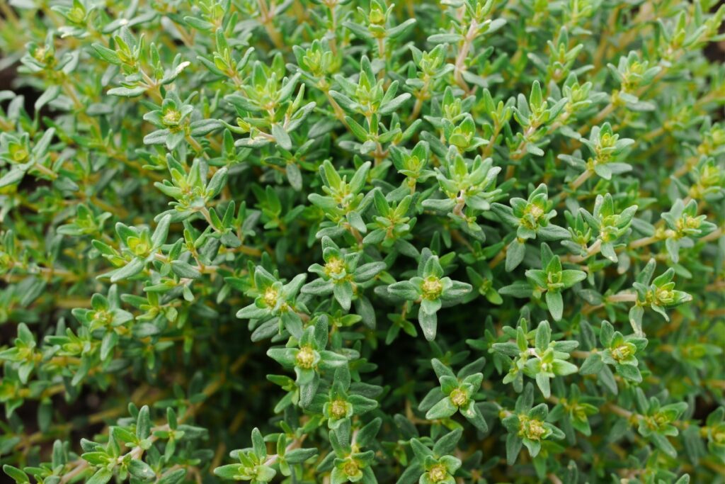 Thyme Tincture — Practical Self Reliance