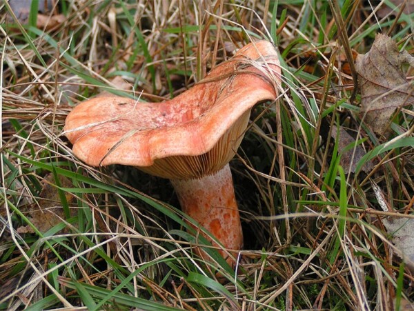 Foraging Saffron Milk Caps (Identification Guide) — Practical Self Reliance