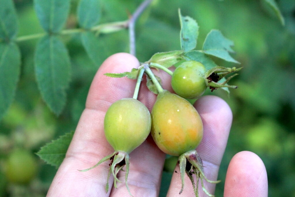 Foraging Rose Hips (& Ways to Use Them) — Practical Self Reliance