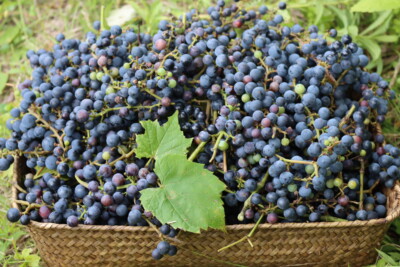 Foraging Wild Grapes (Vitis Sp.) — Practical Self Reliance