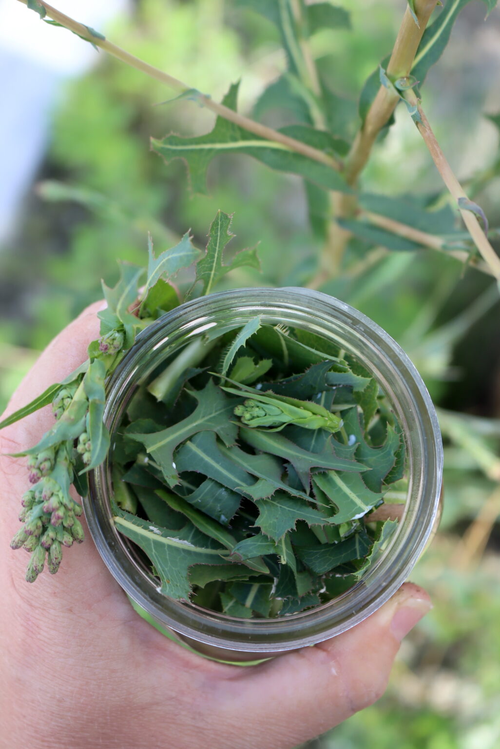 Wild Lettuce Tincture — Practical Self Reliance
