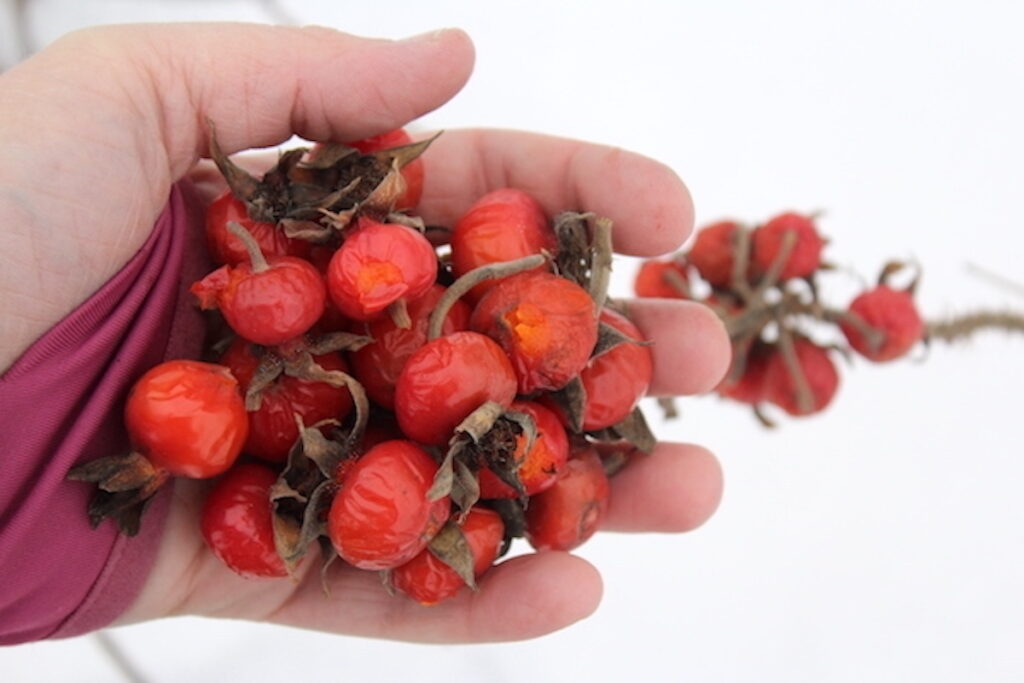 Foraging Rose Hips (& Ways to Use Them) — Practical Self Reliance