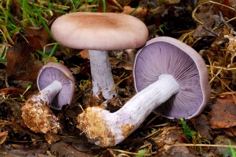 Foraging Wood Blewits (Lepista nuda) — Practical Self Reliance