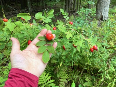 Foraging Rose Hips (& Ways to Use Them) — Practical Self Reliance