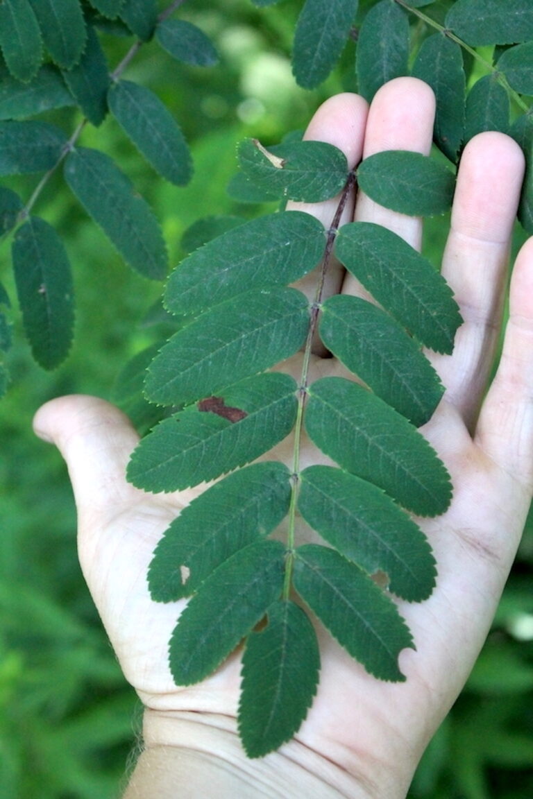 Foraging Rowanberries (Sorbus sp.) — Practical Self Reliance