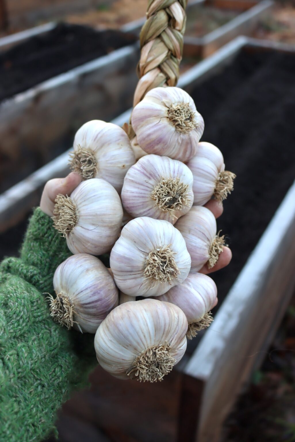 Growing Garlic in Raised Beds — Practical Self Reliance