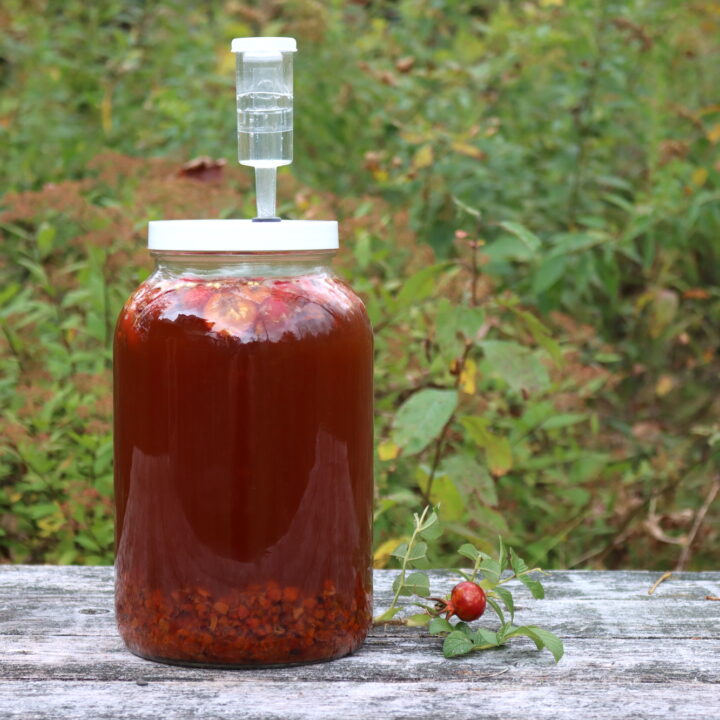 Rosehip Wine (& Mead) — Practical Self Reliance