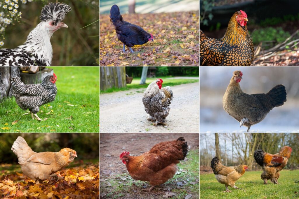 20+ Cold Hardy Chicken Breeds — Practical Self Reliance