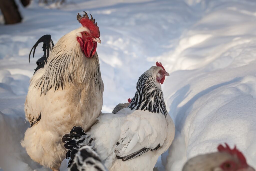 20+ Cold Hardy Chicken Breeds — Practical Self Reliance