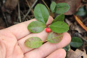 Foraging Teaberries & Wintergreen Leaves (Gaultheria procumbens ...