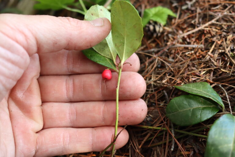 Foraging Teaberries & Wintergreen Leaves (Gaultheria procumbens ...