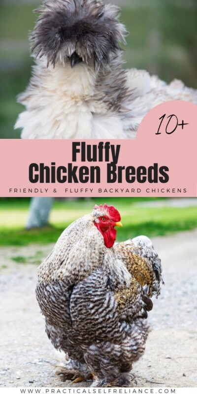 10+ Fluffy Chicken Breeds — Practical Self Reliance