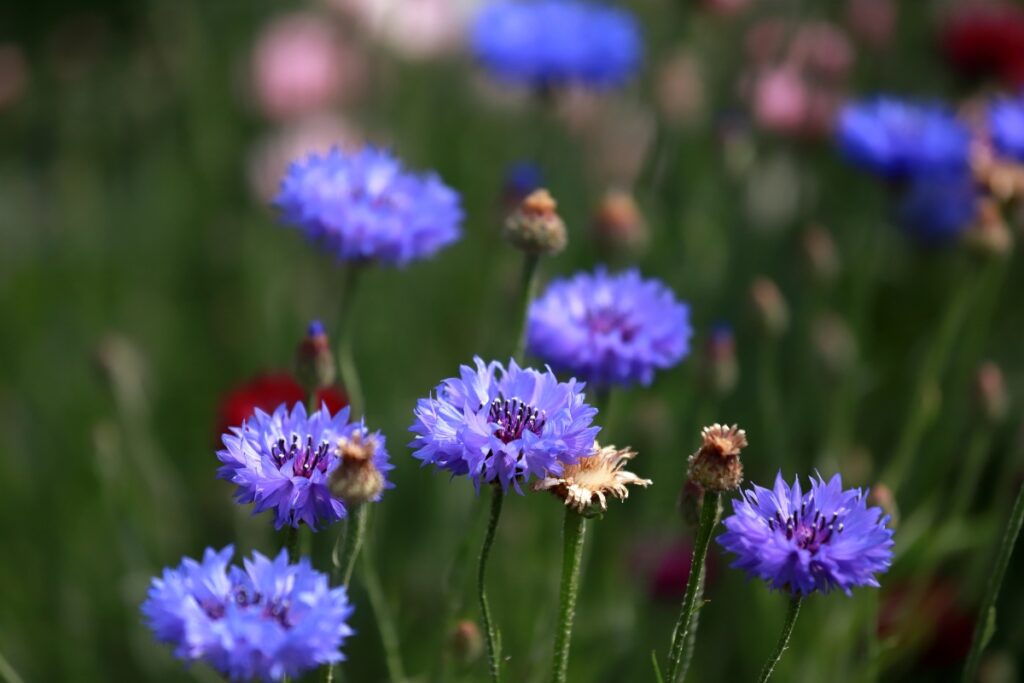 30+ Weeds with Blue Flowers (Identification Guide) — Practical Self ...