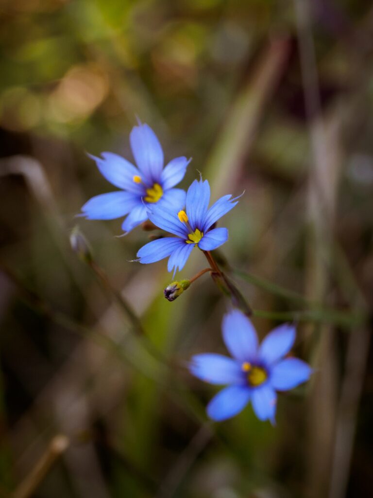 30+ Weeds with Blue Flowers (Identification Guide) — Practical Self ...
