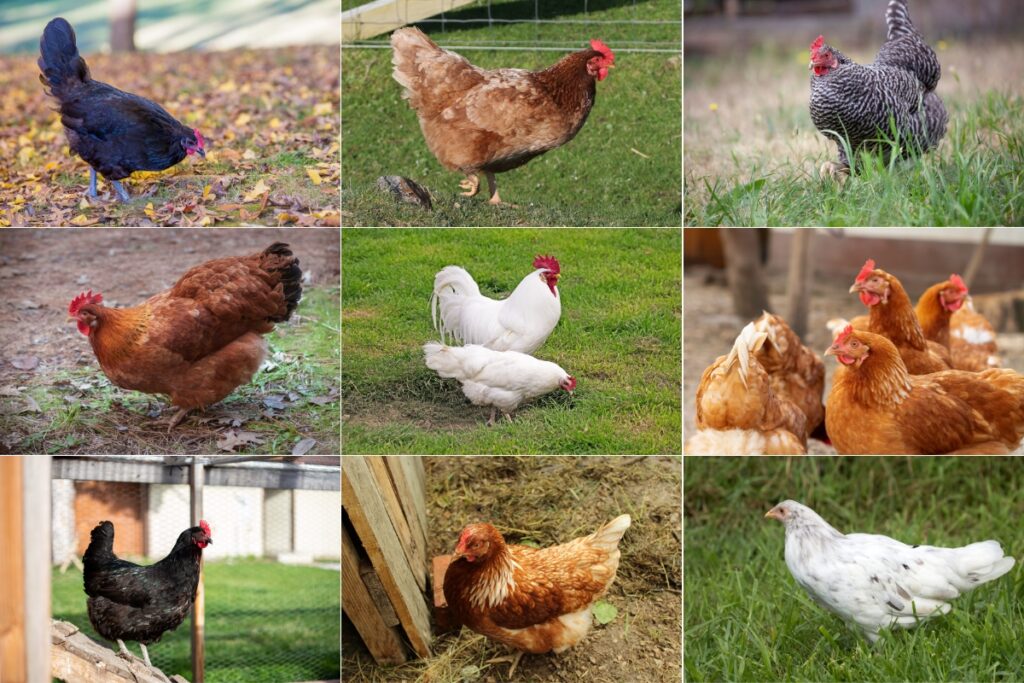 10+ Chickens that Lay the Most Eggs (Best Egg Laying Chickens ...