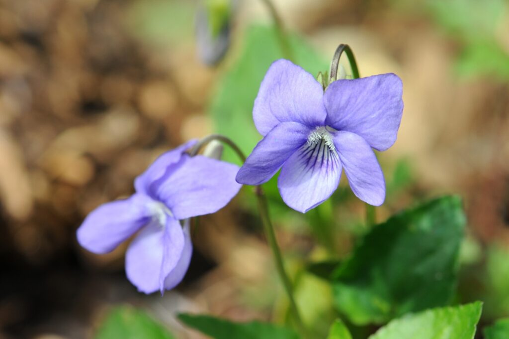 30+ Weeds with Blue Flowers (Identification Guide) — Practical Self ...
