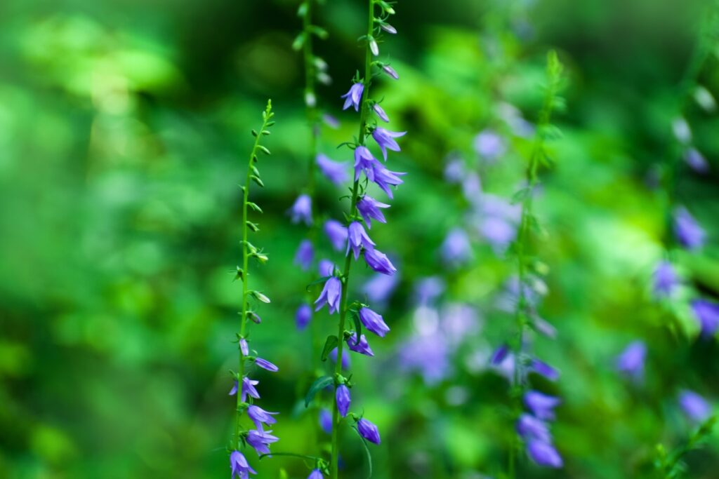 30+ Weeds with Blue Flowers (Identification Guide) — Practical Self ...