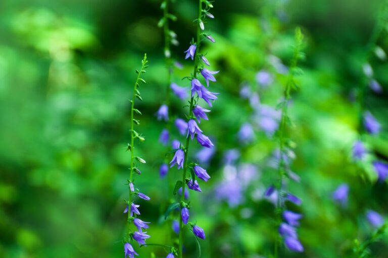 30+ Weeds with Blue Flowers (Identification Guide) — Practical Self ...