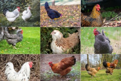 10+ Best Dual Purpose Chicken Breeds (Eggs & Meat) — Practical Self ...