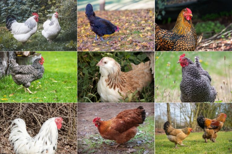 10+ Best Dual Purpose Chicken Breeds (Eggs & Meat) — Practical Self ...
