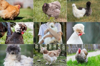 10+ Fluffy Chicken Breeds — Practical Self Reliance