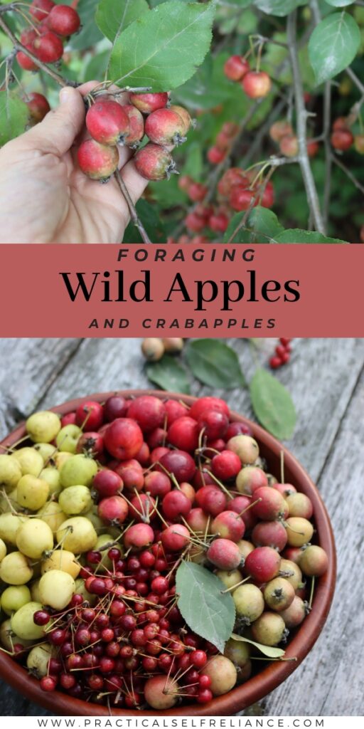 Foraging Wild Apples (& Crabapples) — Practical Self Reliance