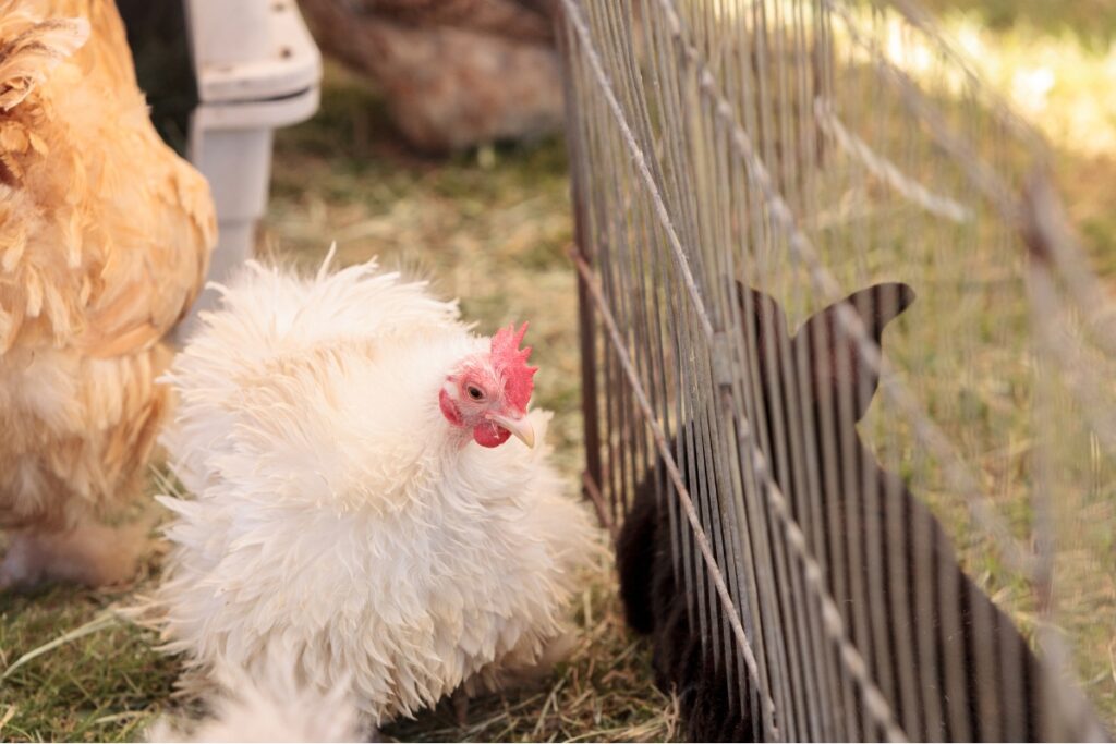 10+ Fluffy Chicken Breeds — Practical Self Reliance