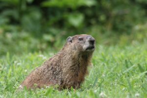 30+ Groundhog Recipes — Practical Self Reliance