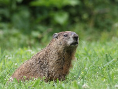 How to Cook Mice (and Rats) — Practical Self Reliance