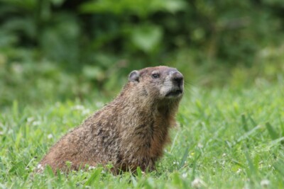 30+ Groundhog Recipes — Practical Self Reliance