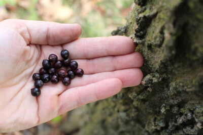 Foraging Hackberries (Celtis occidentalis) — Practical Self Reliance