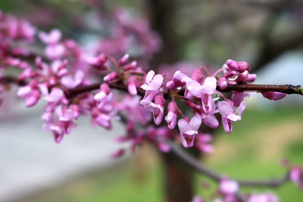Foraging Eastern Redbud (Cercis canadensis) — Practical Self Reliance
