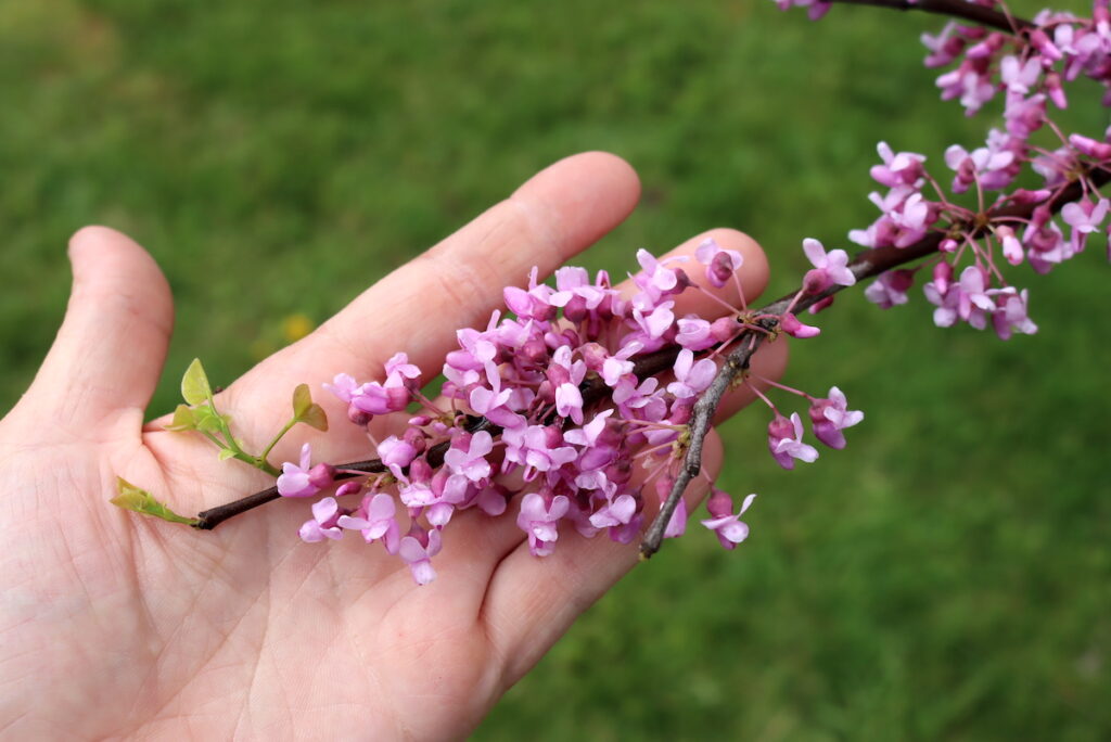 Foraging Eastern Redbud (Cercis canadensis) — Practical Self Reliance
